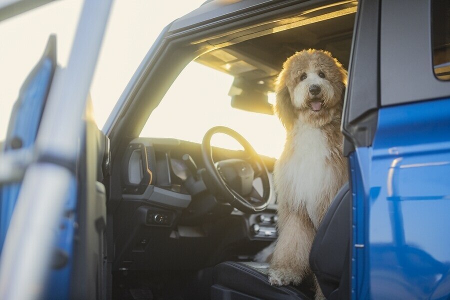 A 2023 Ford Bronco® Badlands® model with a dog sitting in the driver seat